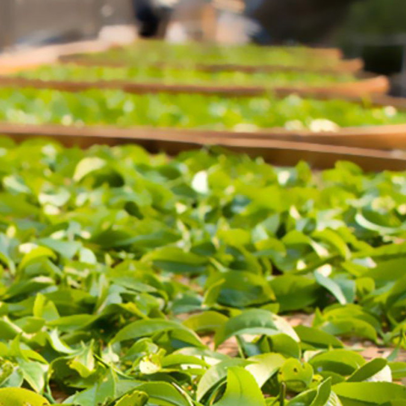 How to Brew the Six Major Types of Tea? A Comprehensive Analysis of ...